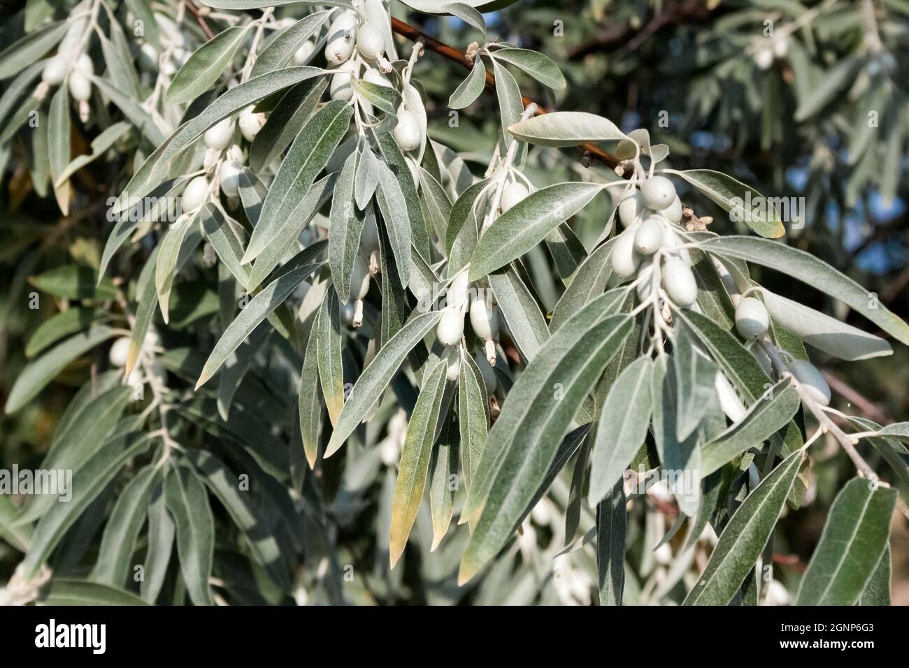 Oleaster berries hi-res stock photography and images - Alamy
