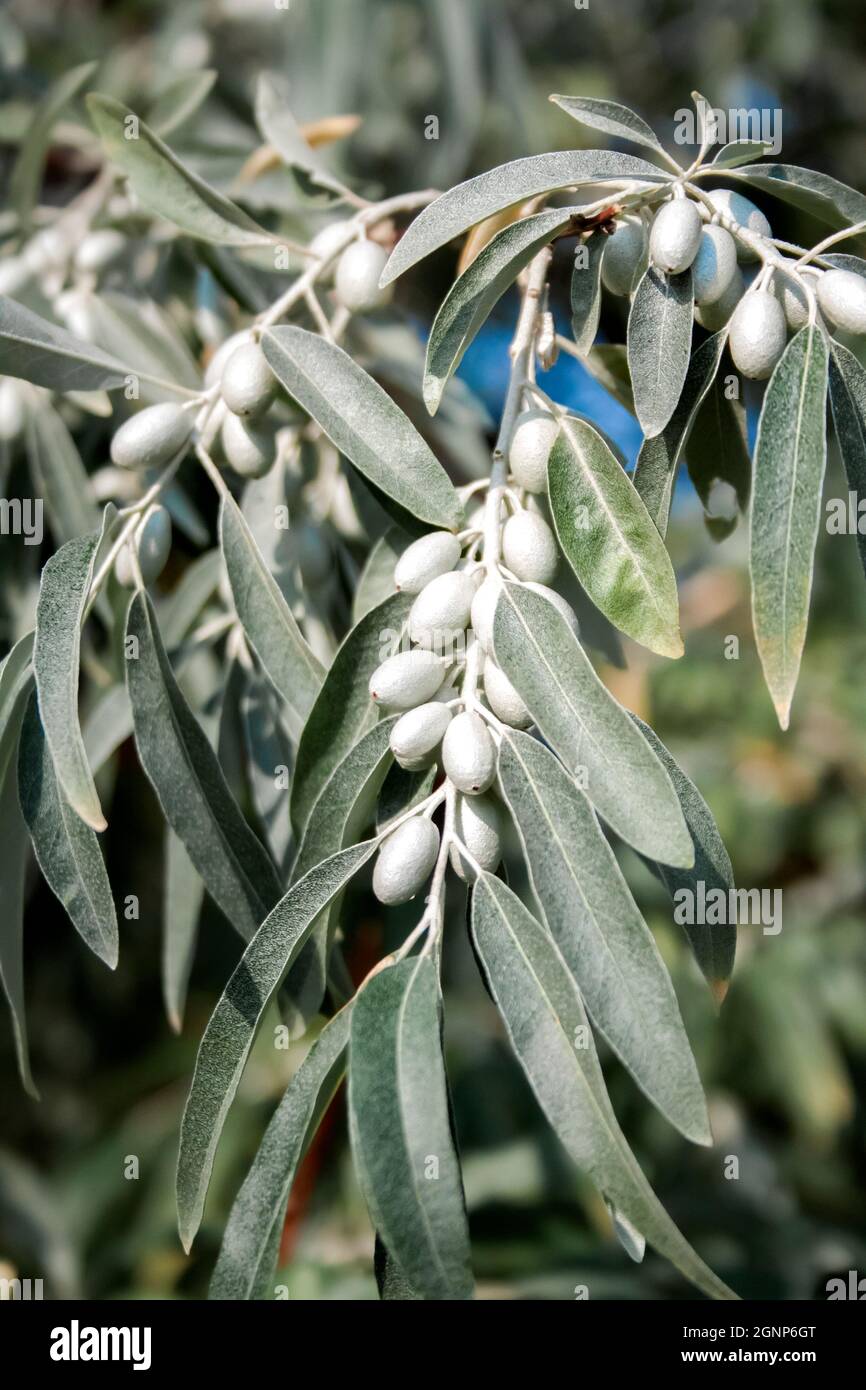 Closeup of Elaeagnus angustifolia branch (commonly called Russian olive ...