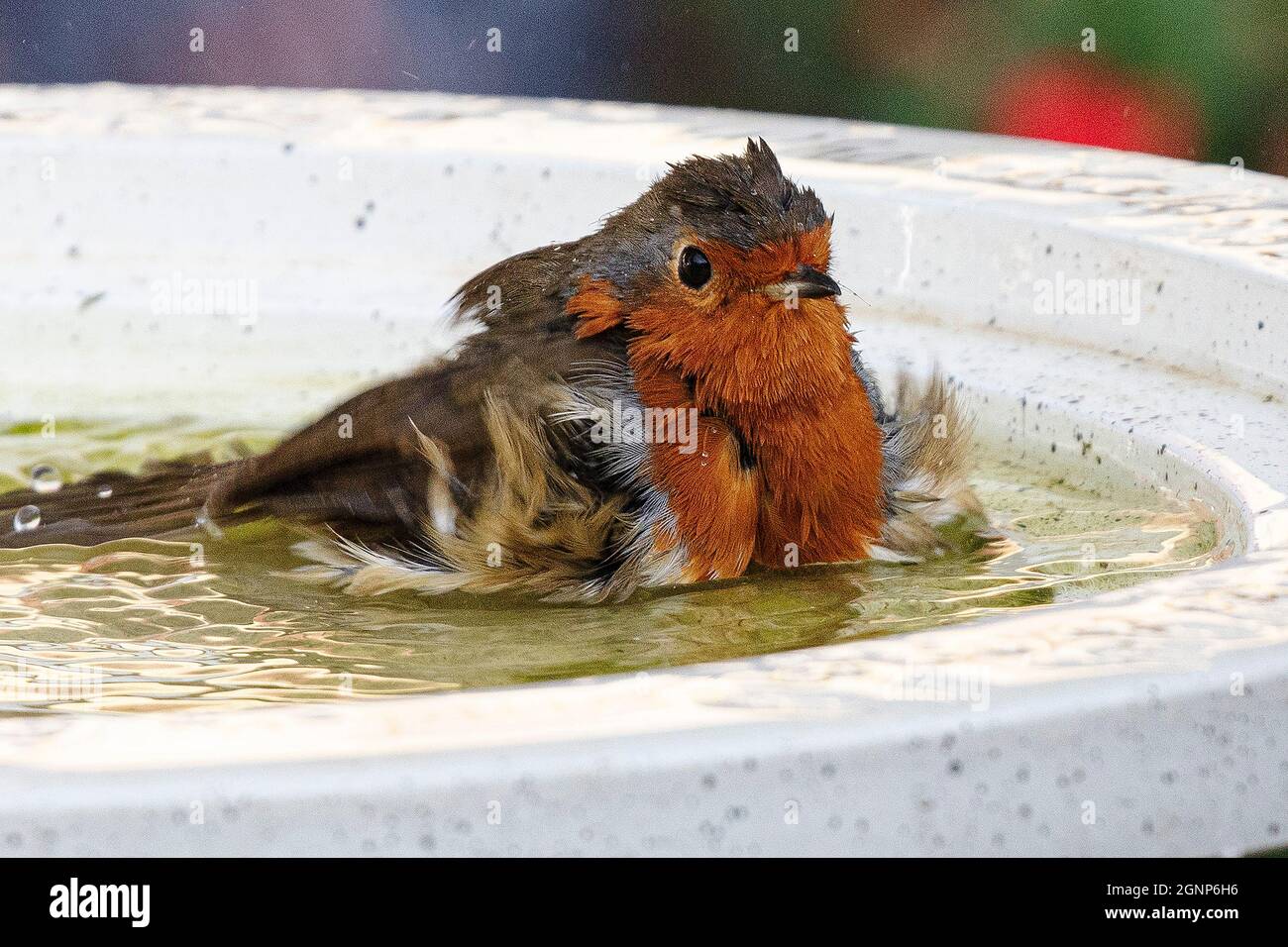 A close up image of a cheeky Robin, taking an Autumn bath in a UK ...