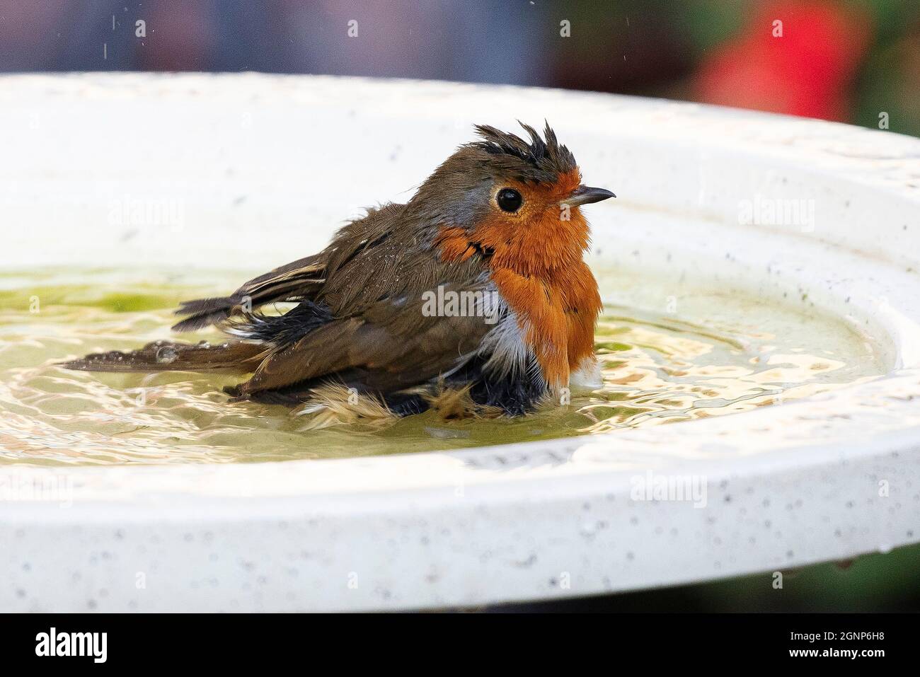 A close up image of a cheeky Robin, taking an Autumn bath in a UK ...