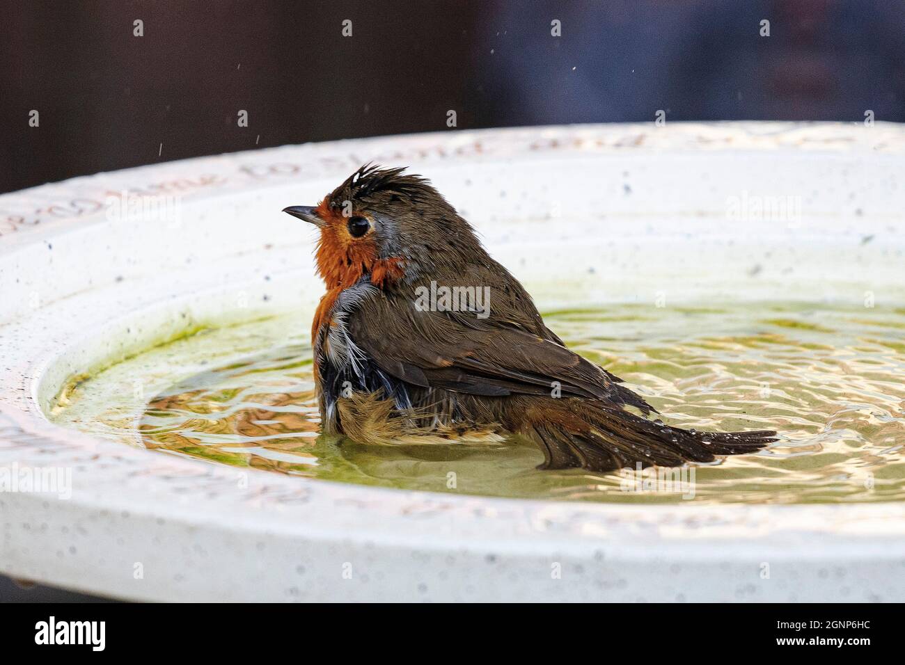 A close up image of a cheeky Robin, taking an Autumn bath in a UK ...