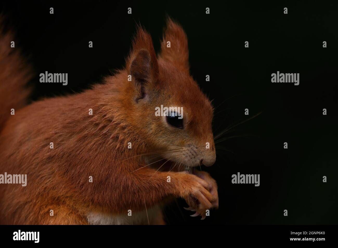 red squirrel sitting on ground Stock Photo - Alamy