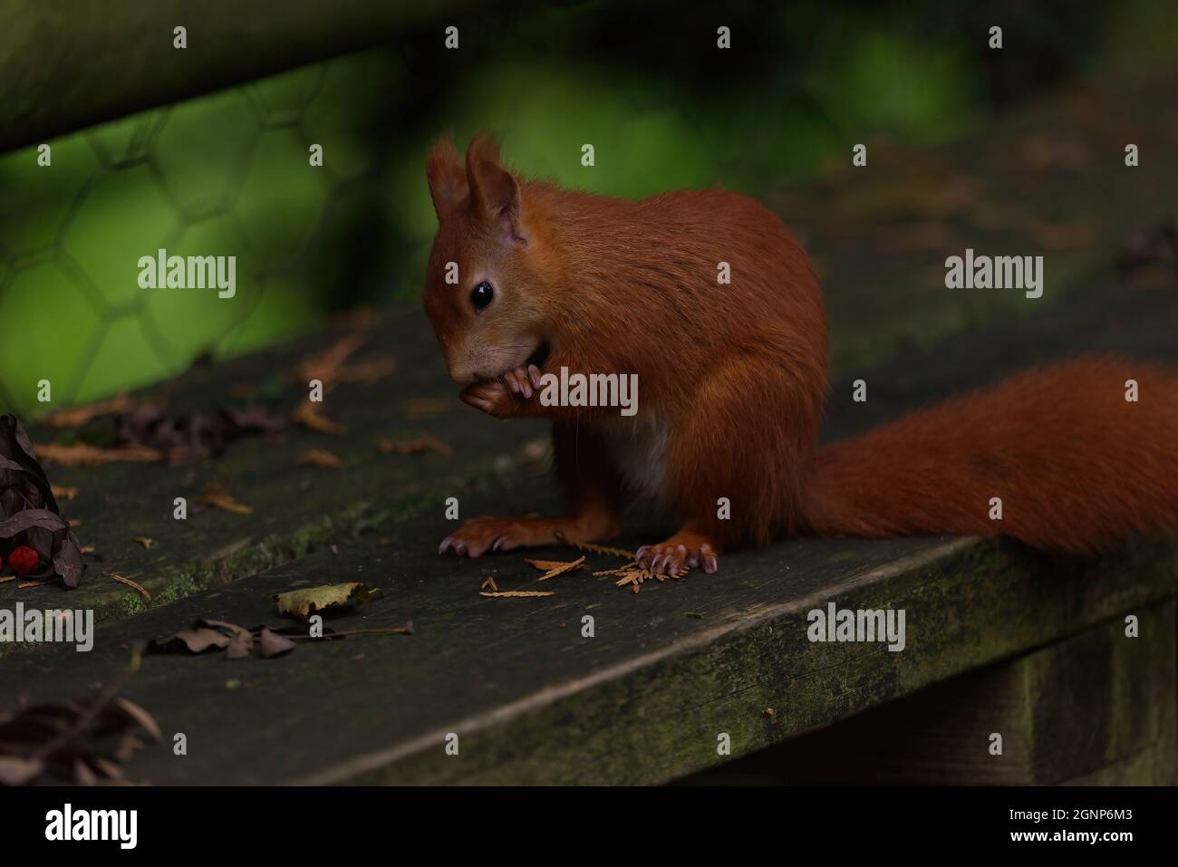 red squirrel sitting on ground Stock Photo - Alamy