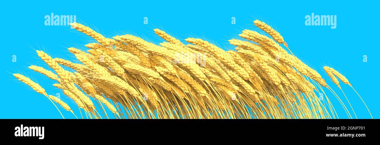 sheaf of wheat with blue sky - rural harvest isolated. industrial 3D ...