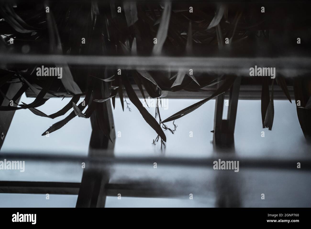 Reflection of plants hi-res stock photography and images - Alamy