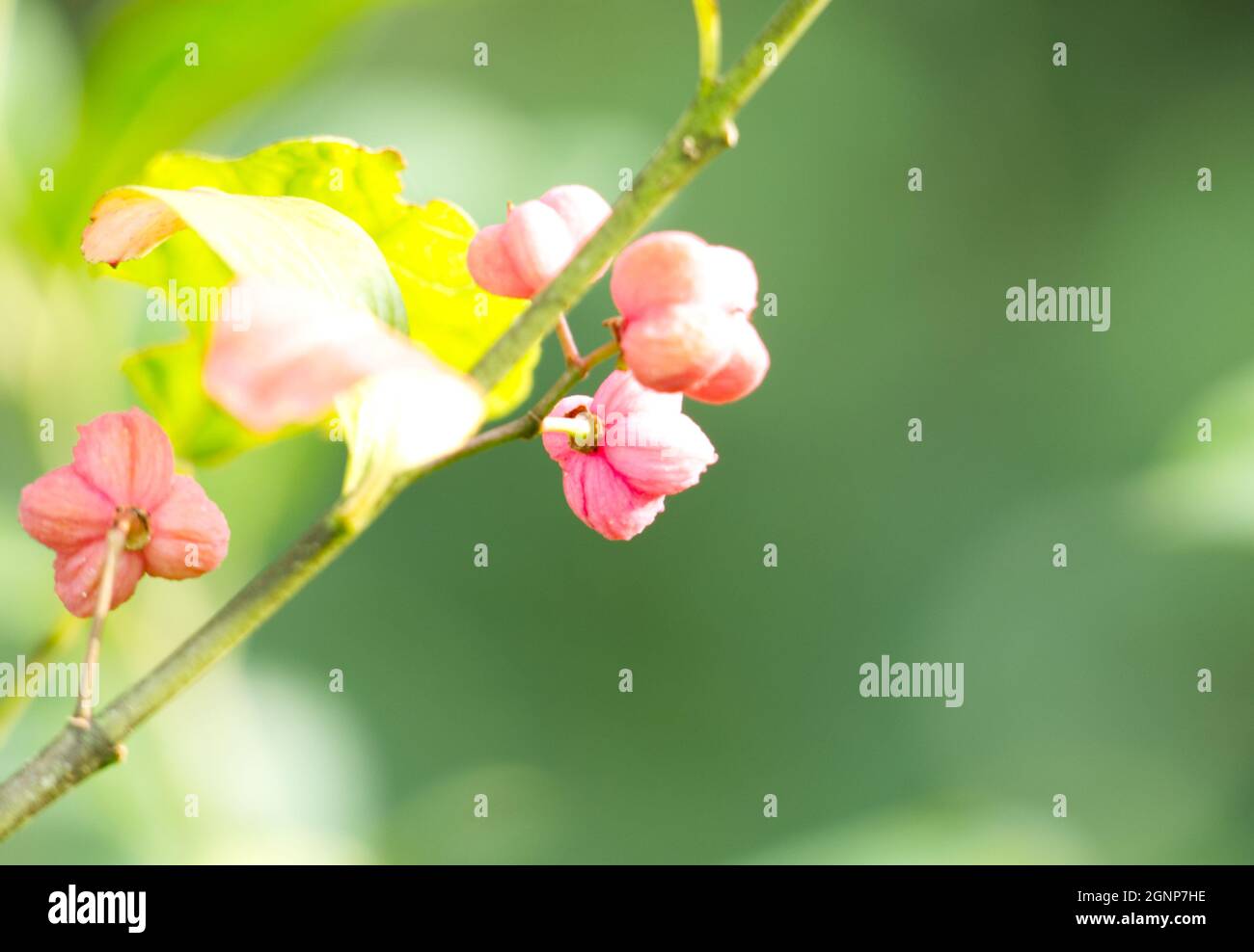 Close-up of the bright pink fruits of the Spindle tree (Euonymus ...