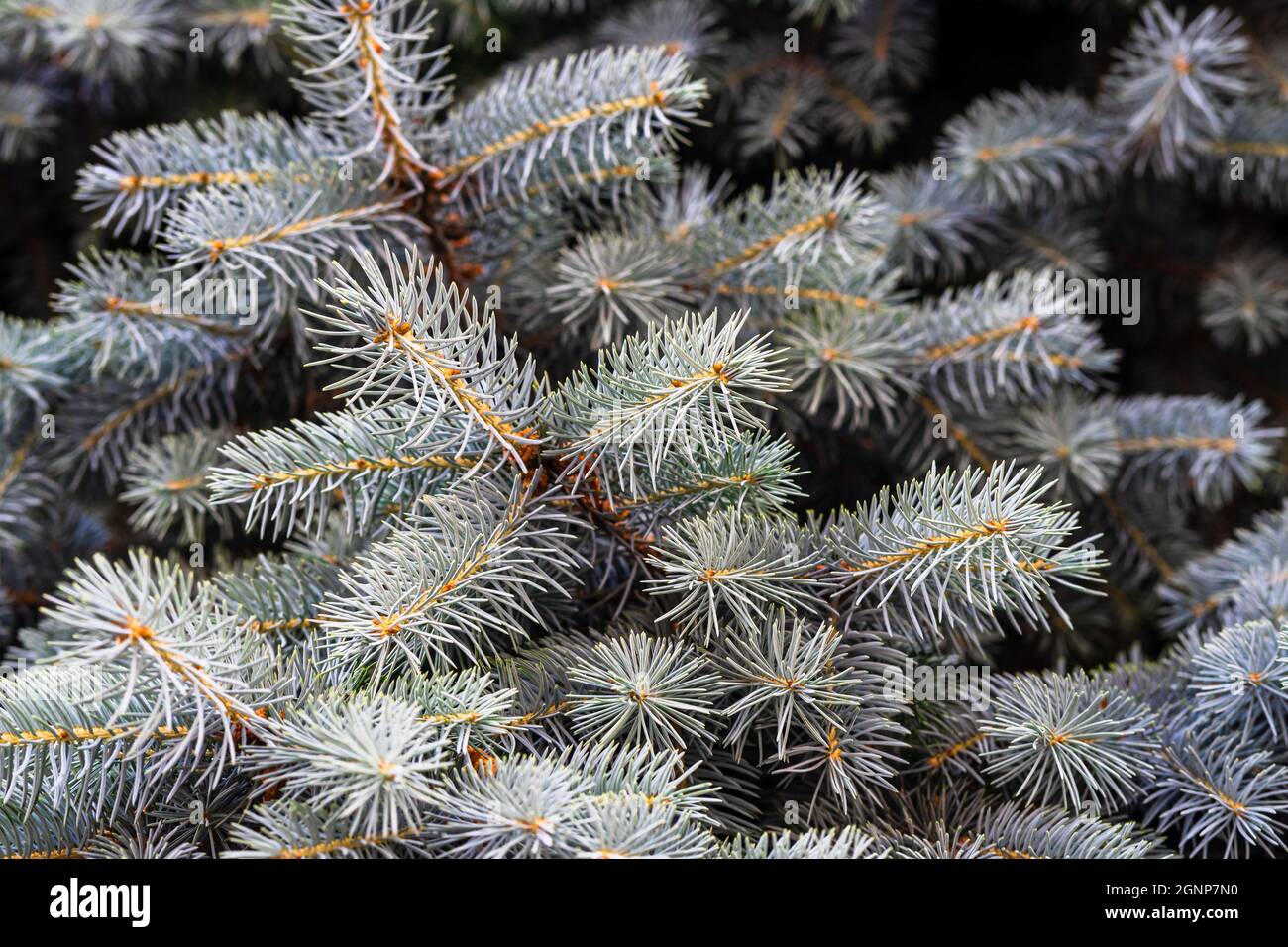 Silver pine tree, silver spruce pine, fir tree branches background Stock Photo - Alamy