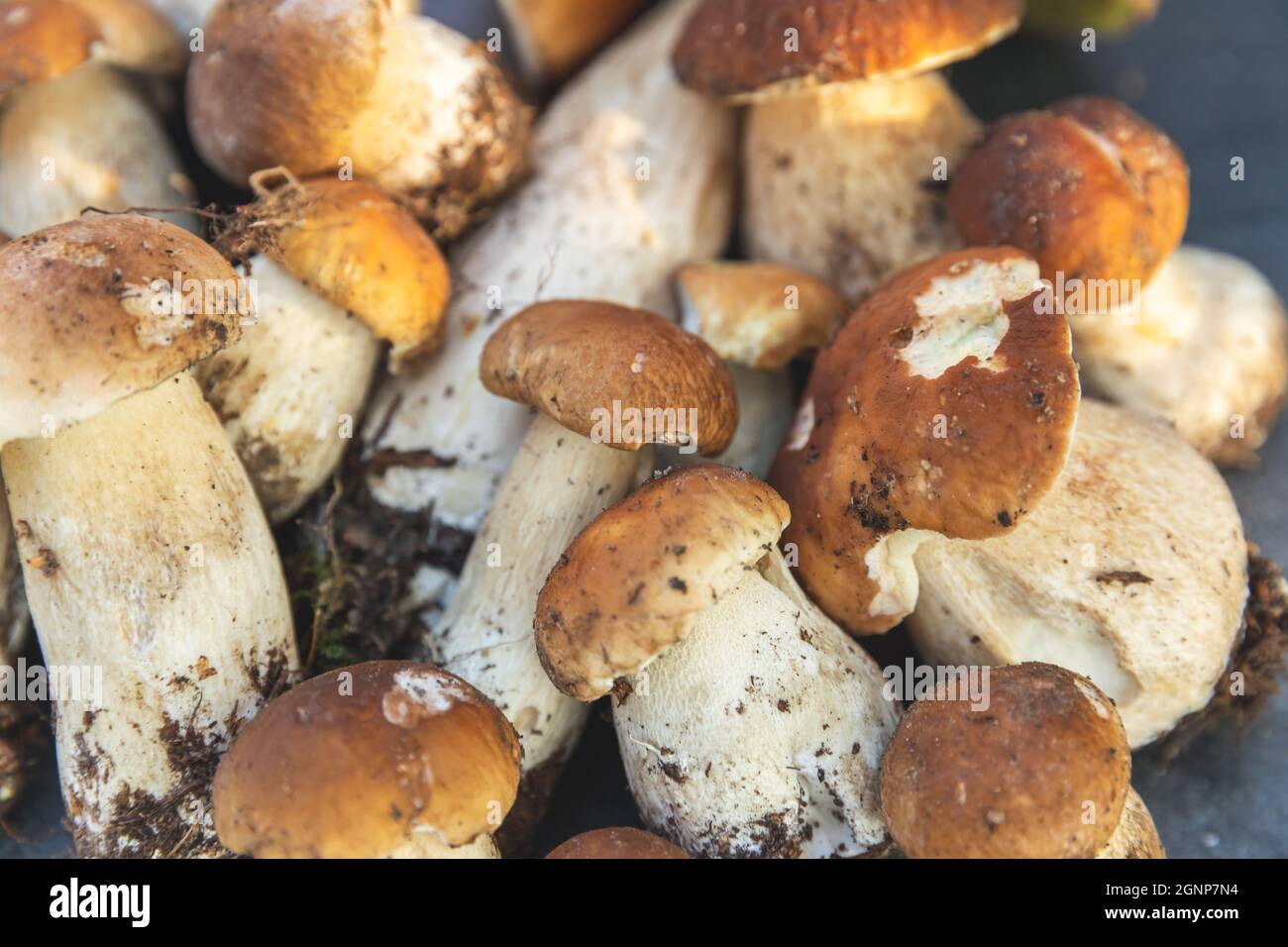 Autumn fall composition. Raw edible mushrooms Penny Bun on dark black ...