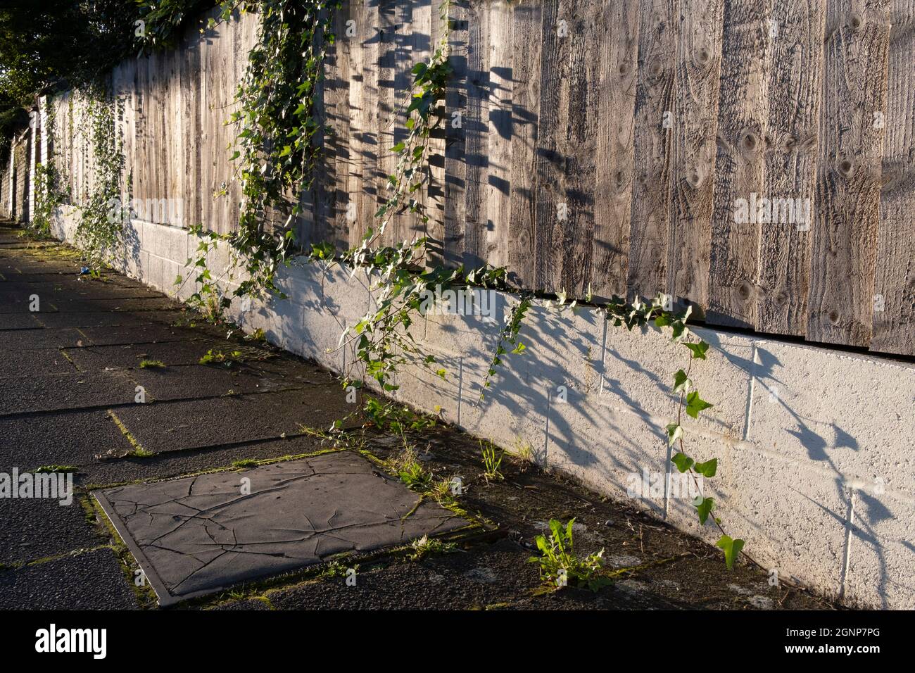 Ivy grown through cracks and gaps of a fence that borders a property on ...