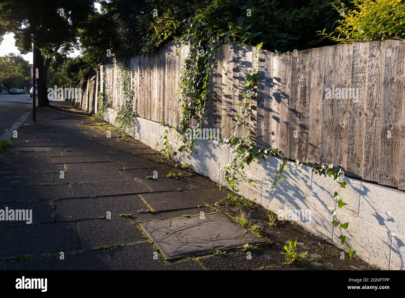 Ivy grown through cracks and gaps of a fence that borders a property on ...