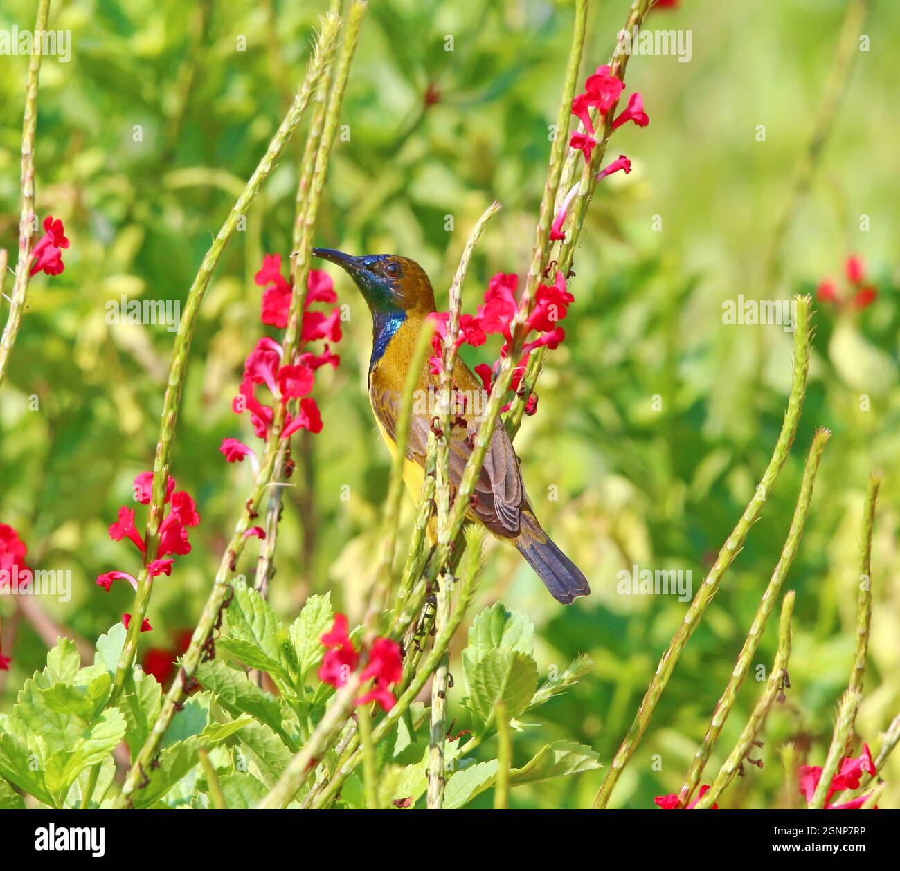 Philippine sharp tailed sunbird hi-res stock photography and images - Alamy