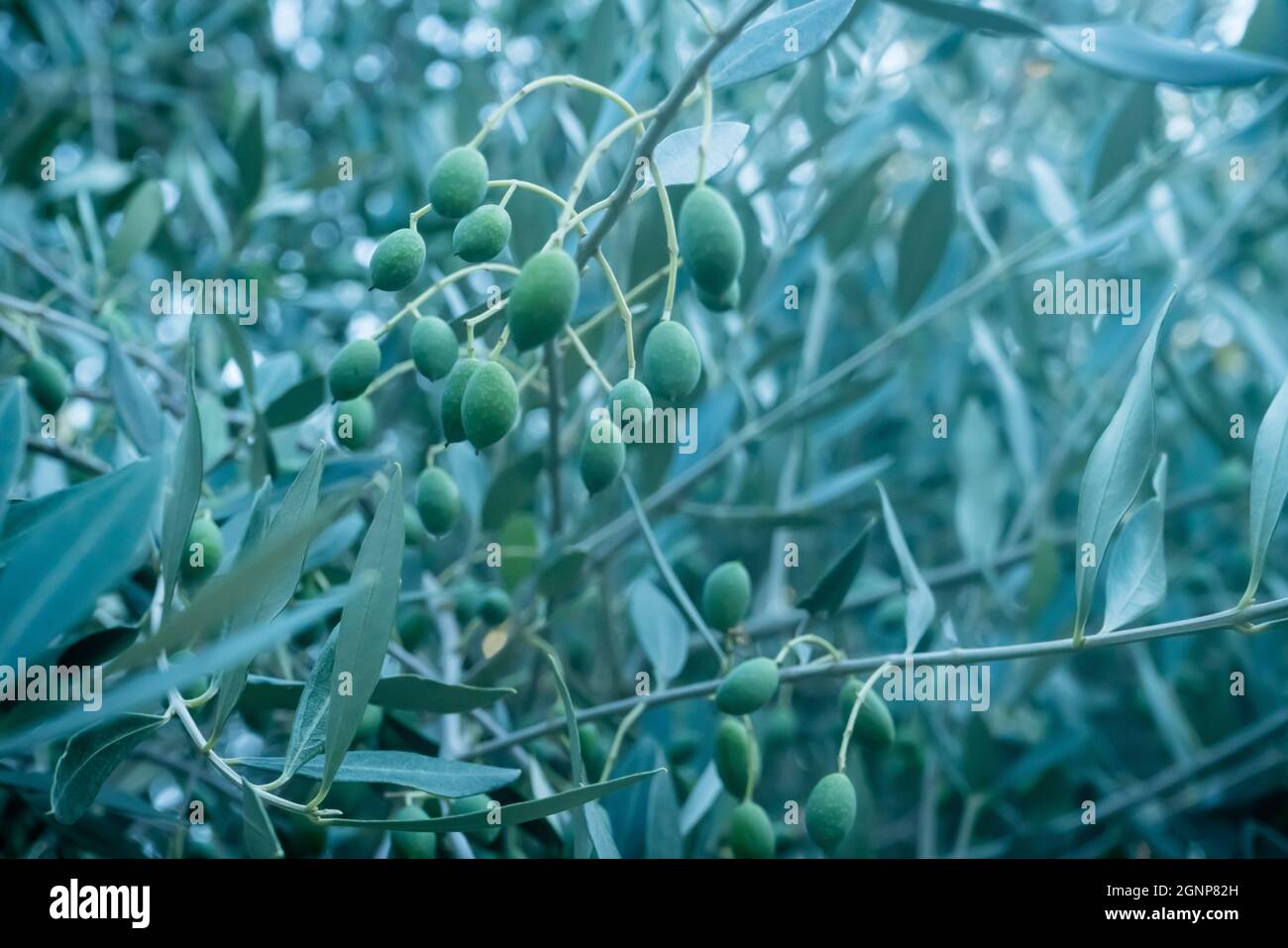 Mediterranean olive trees Stock Photo - Alamy