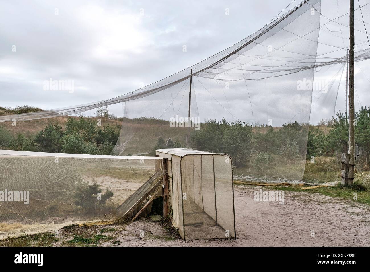 Mesh funnel as trap for birds. Biological station for ringing of birds ...