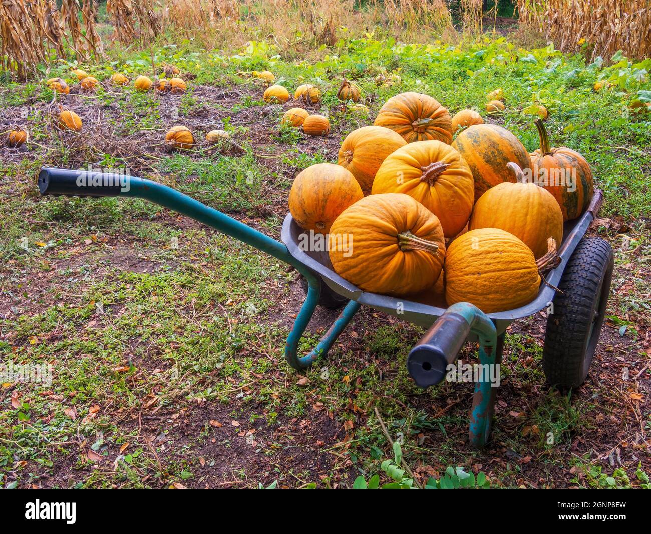 Garden cart with pumpking. Autumn harvest Stock Photo - Alamy