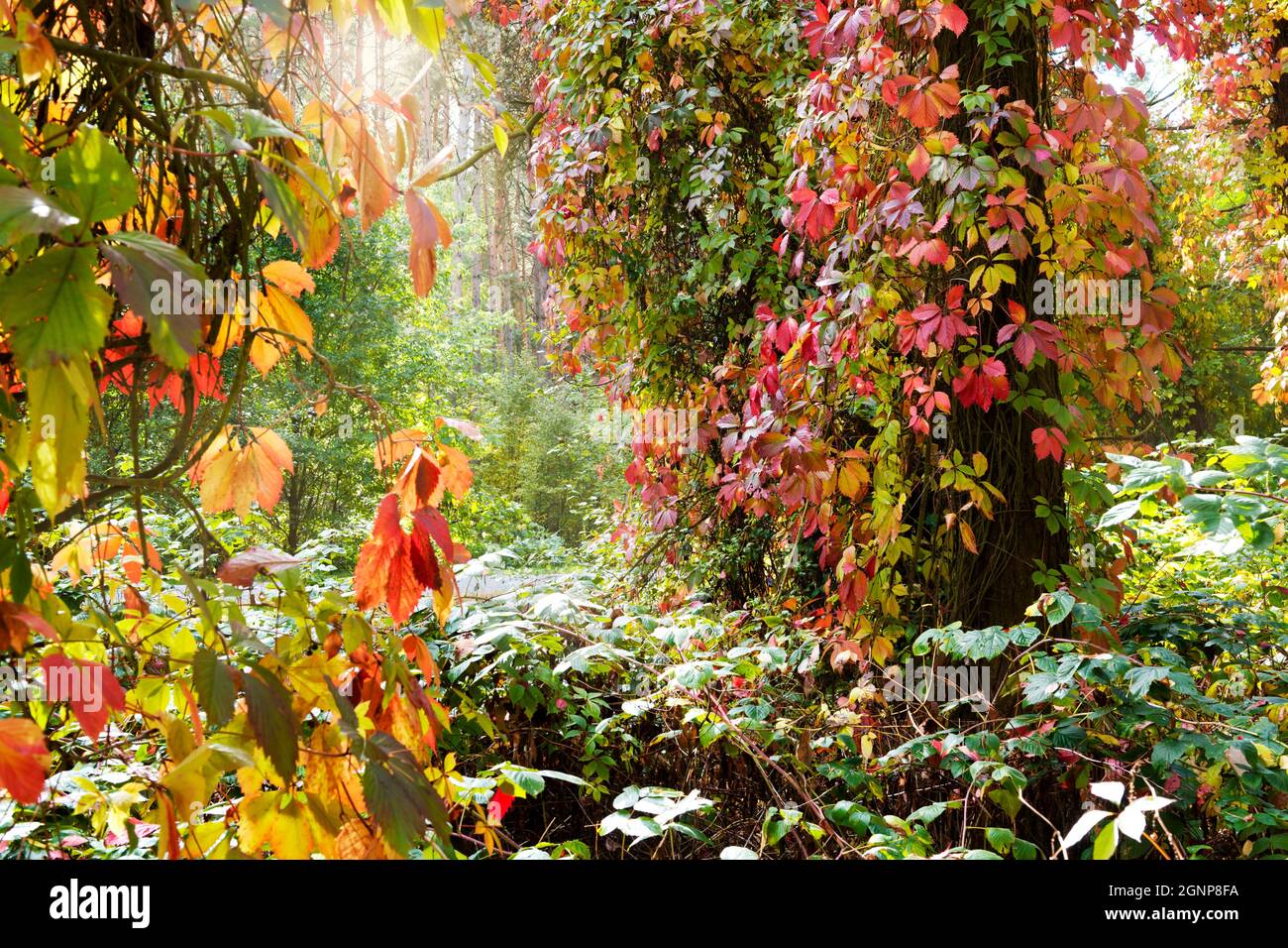 Autumn forest scene with tree trunks wrapped with wild vine colorful ...
