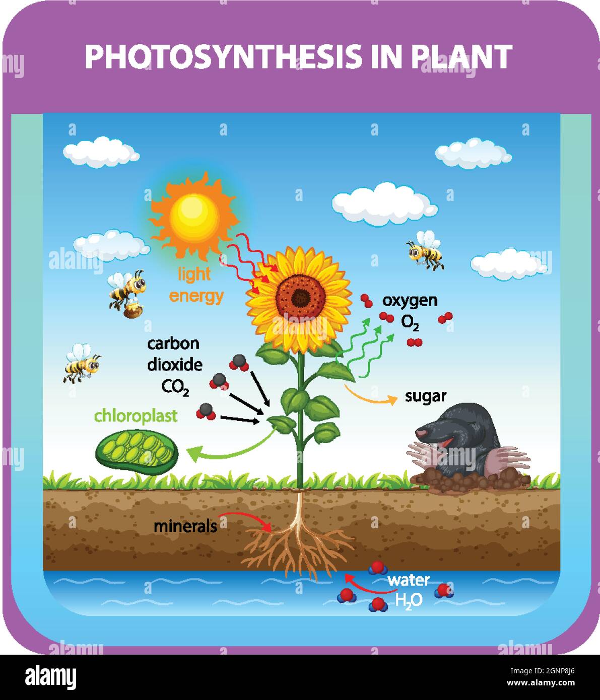 Process of photosynthesis in plant illustration Stock Vector Image & Art - Alamy