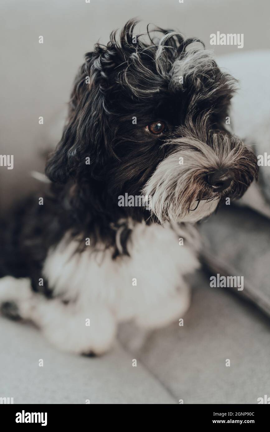 Havanese puppy on white hi-res stock photography and images - Alamy