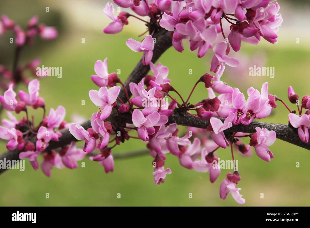 Texas Redbud Tree Cercis canadensis Shallow DOF Stock Photo - Alamy