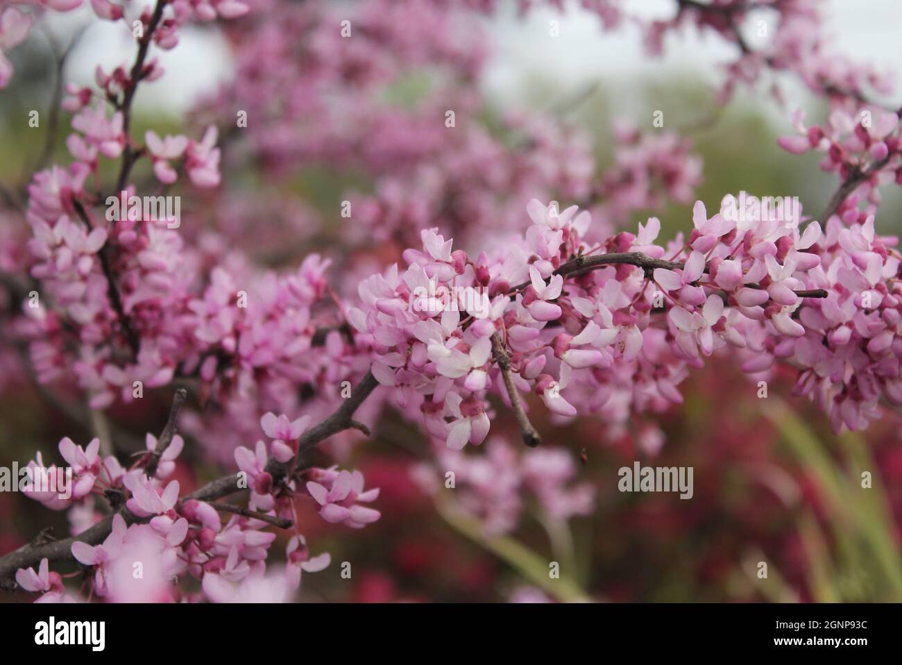 Texas Redbud Tree Cercis canadensis Shallow DOF Stock Photo - Alamy