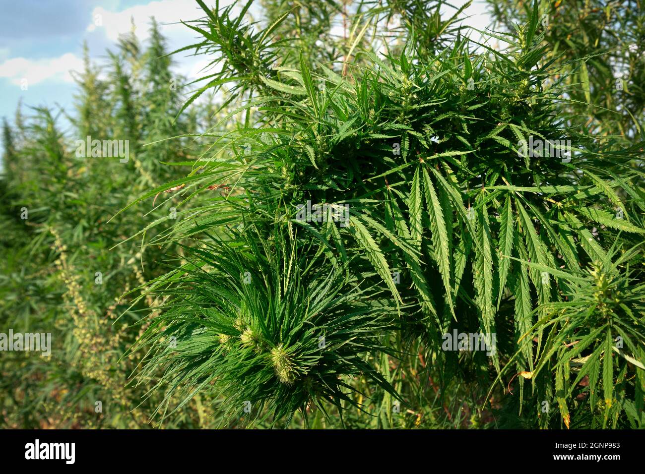 cannabis bush growing in the field in summer Stock Photo - Alamy