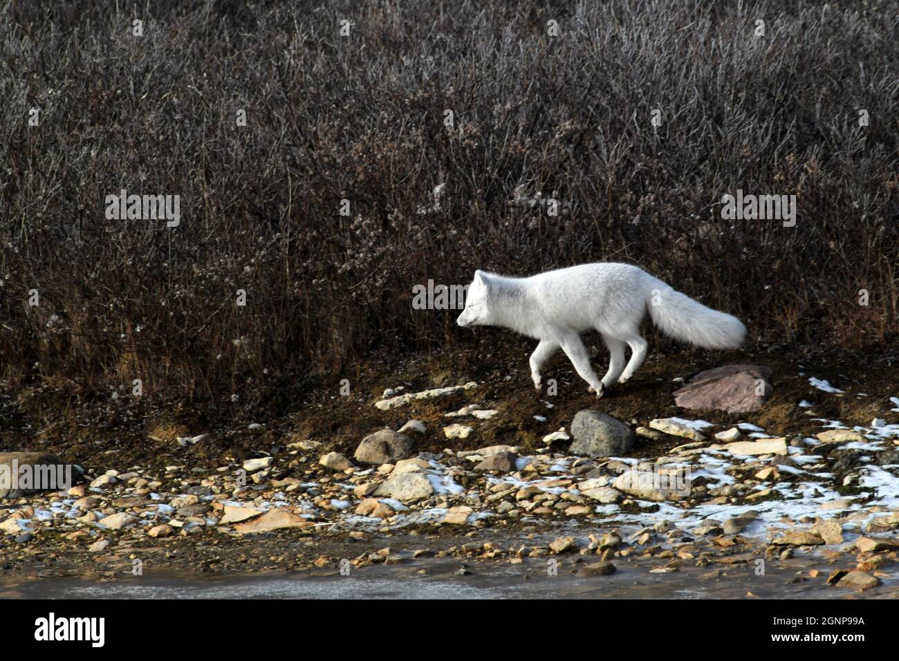 Arctic fox on the tundra of Hudson Bay, Manitoba, Canada Stock Photo ...