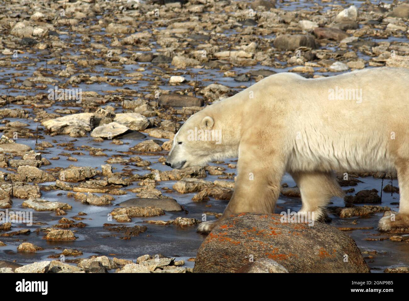 Polar bear on the tundra of Hudson Bay, Manitoba, Canada Stock Photo ...