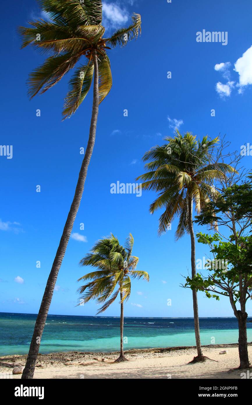Palm trees on the beach in Cuba Stock Photo - Alamy