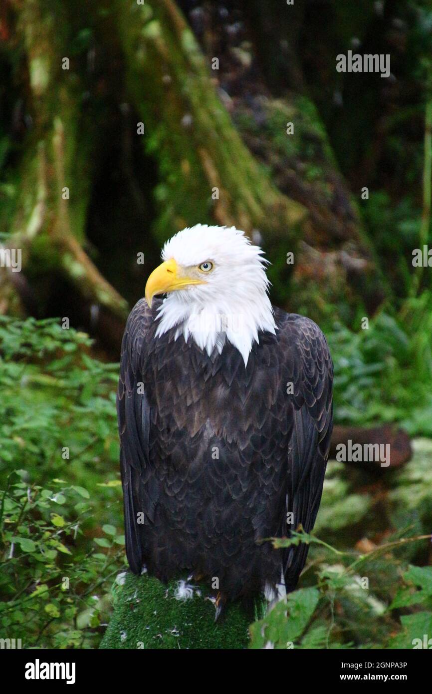 Bald eagle, Alaska Raptor Center in Sitka, Alaska, United States Stock ...