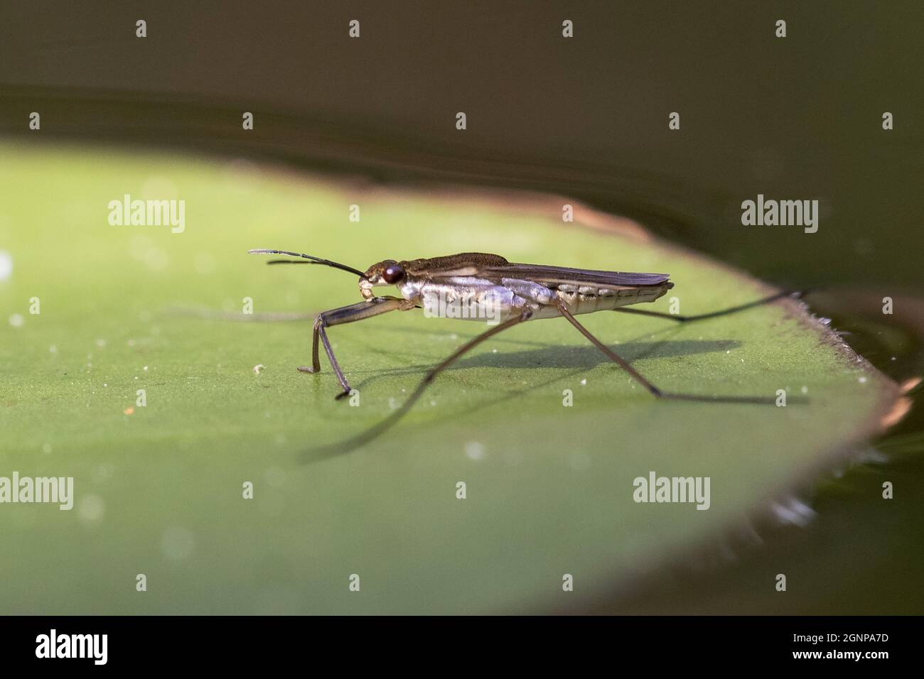 pond skater, water strider, pond skipper (Gerris lacustris), on a water ...