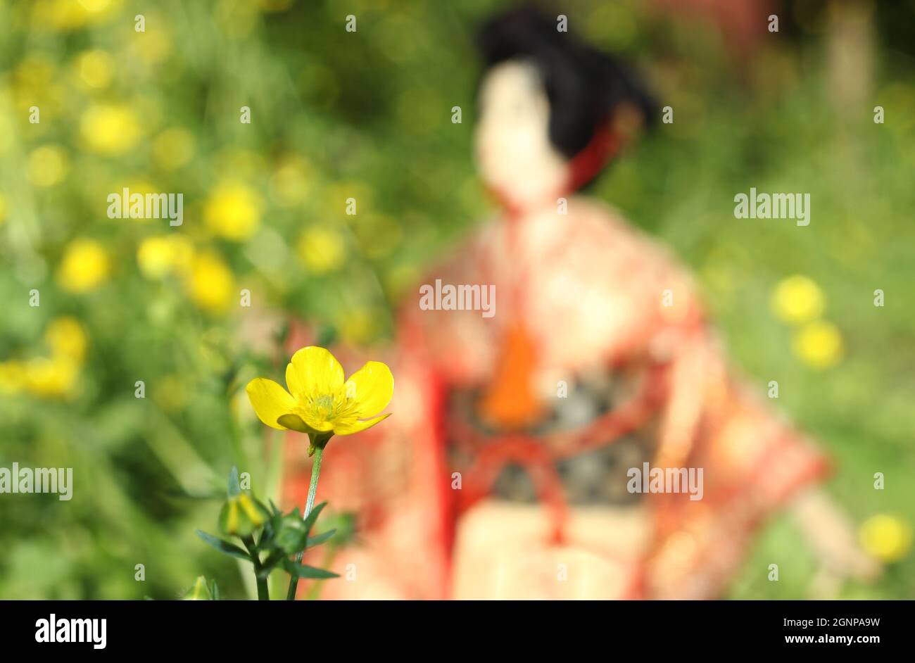 Japanese buttercup hi-res stock photography and images - Alamy