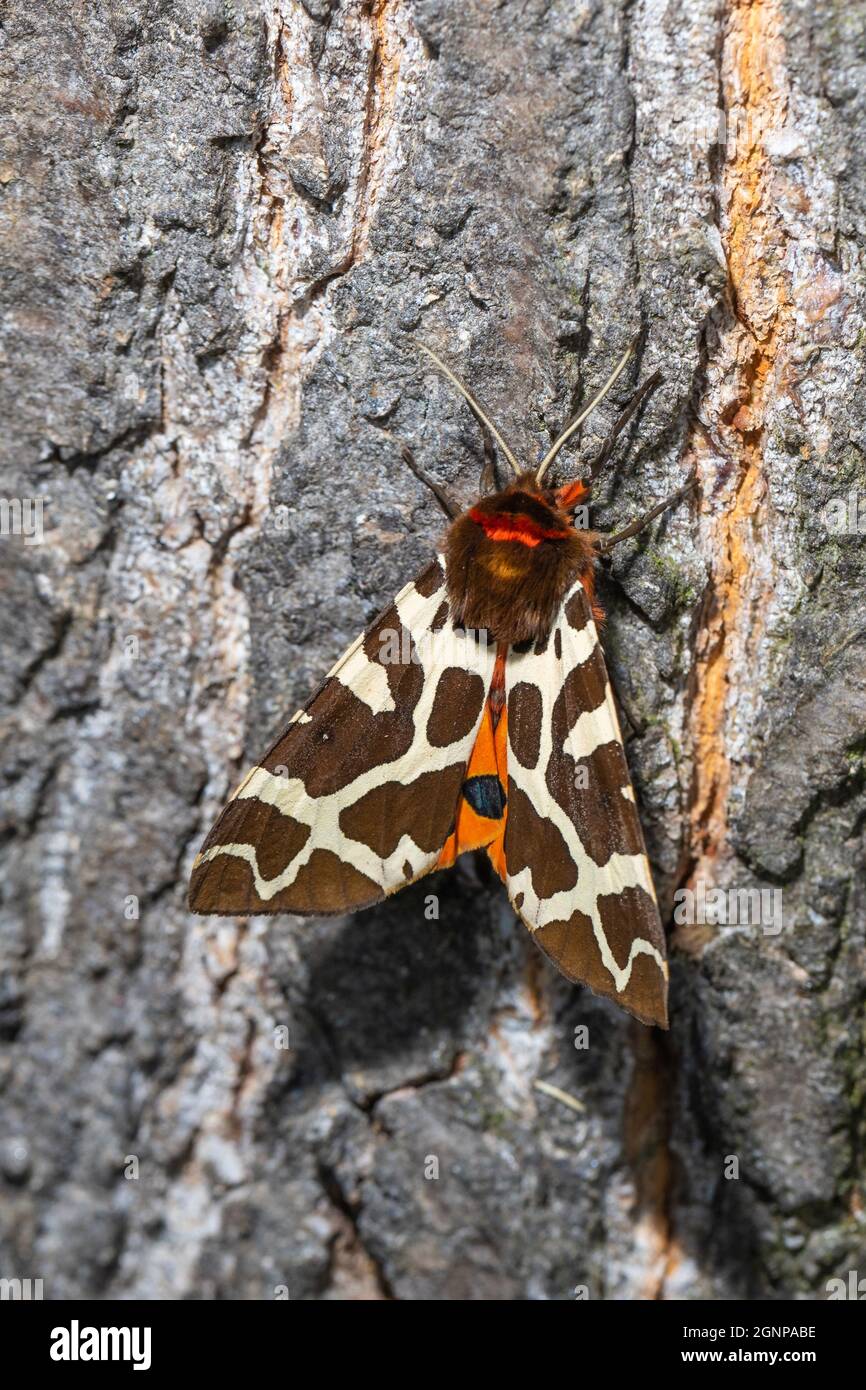 Garden tiger moth, Great tiger moth (Arctia caja), Male on an oak trunk ...