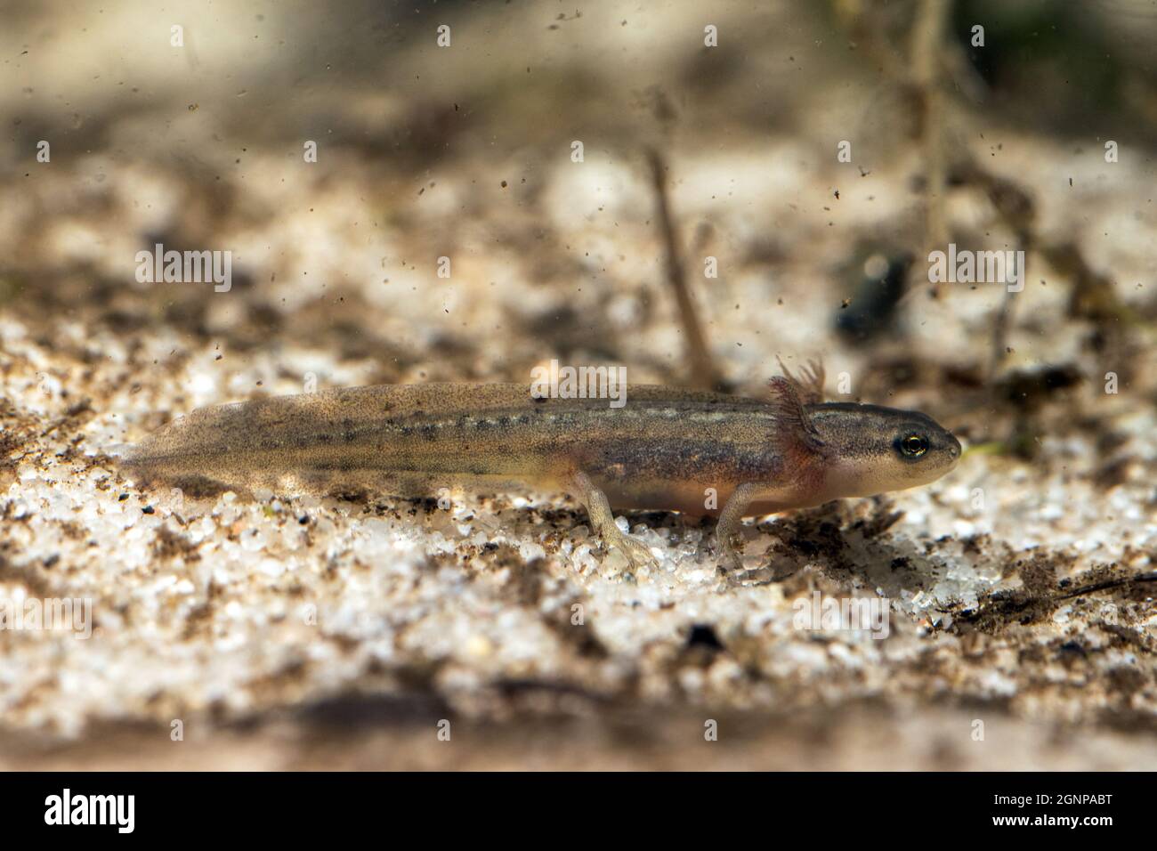 smooth newt (Triturus vulgaris, Lissotriton vulgaris ), larva with ...
