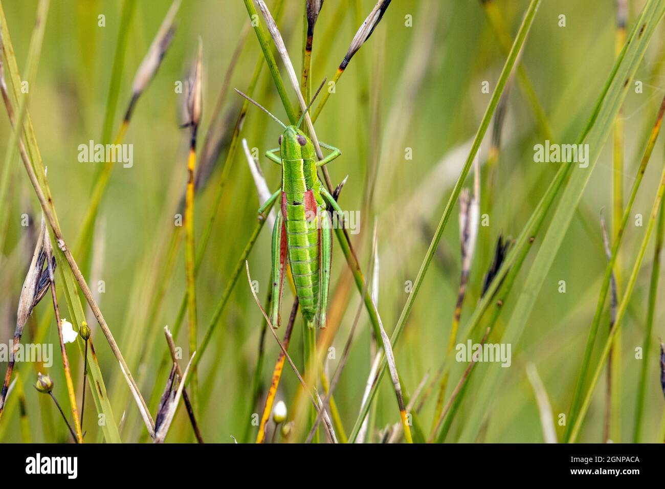 small gold grasshopper (Chrysochraon brachypterus, Euthystira ...