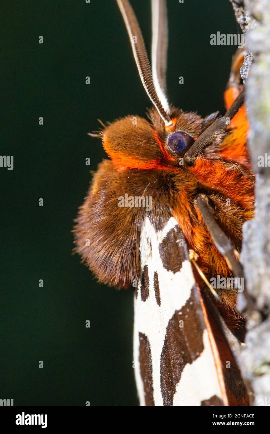 Garden tiger moth, Great tiger moth (Arctia caja), Portrait of a male ...