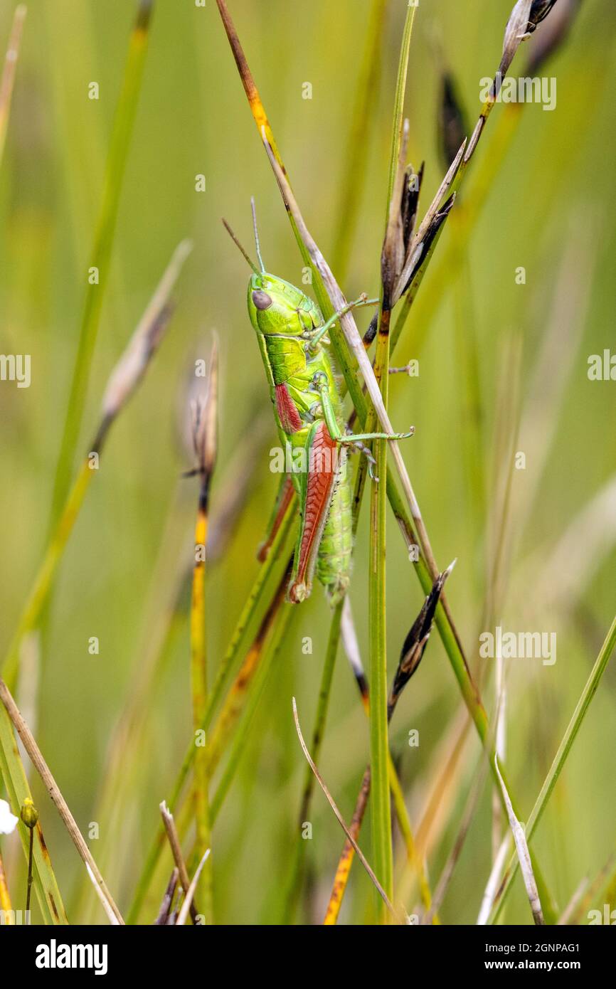 Small gold grasshopper hi-res stock photography and images - Alamy