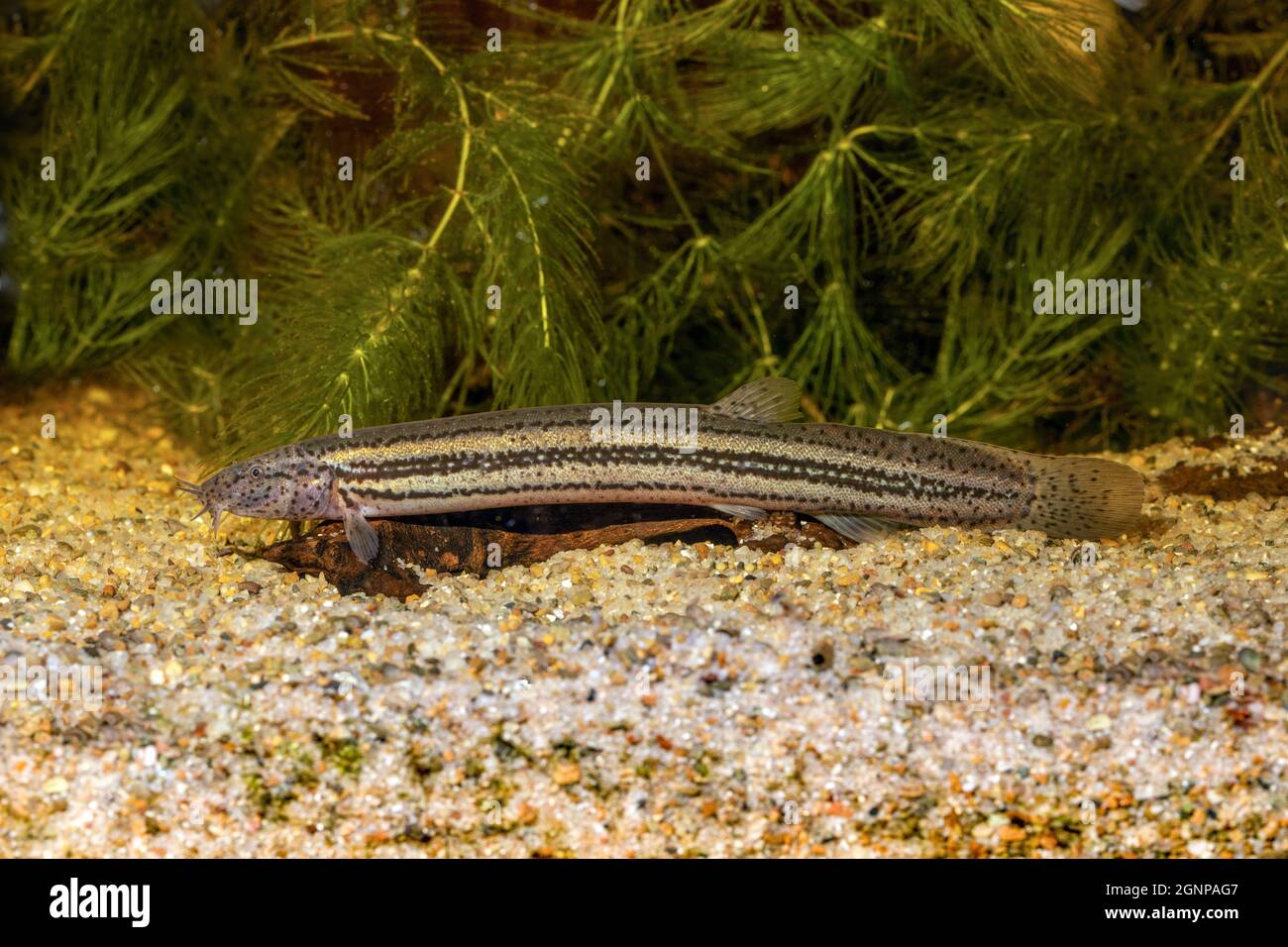 Spotted weatherfish hi-res stock photography and images - Alamy