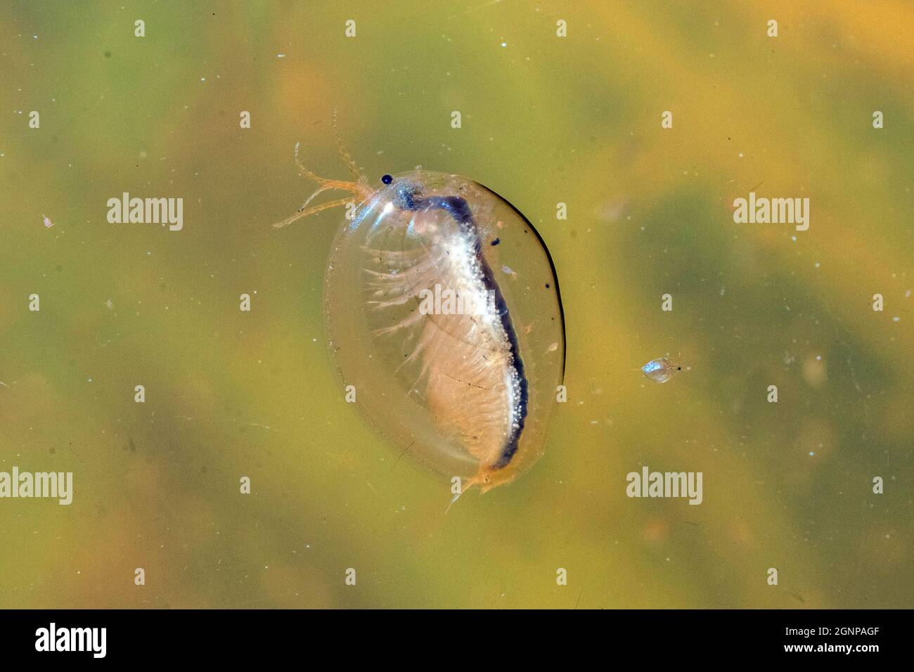 Eastern Clam Shrimp (Limnadia lenticularis), in a shallow ditch ...