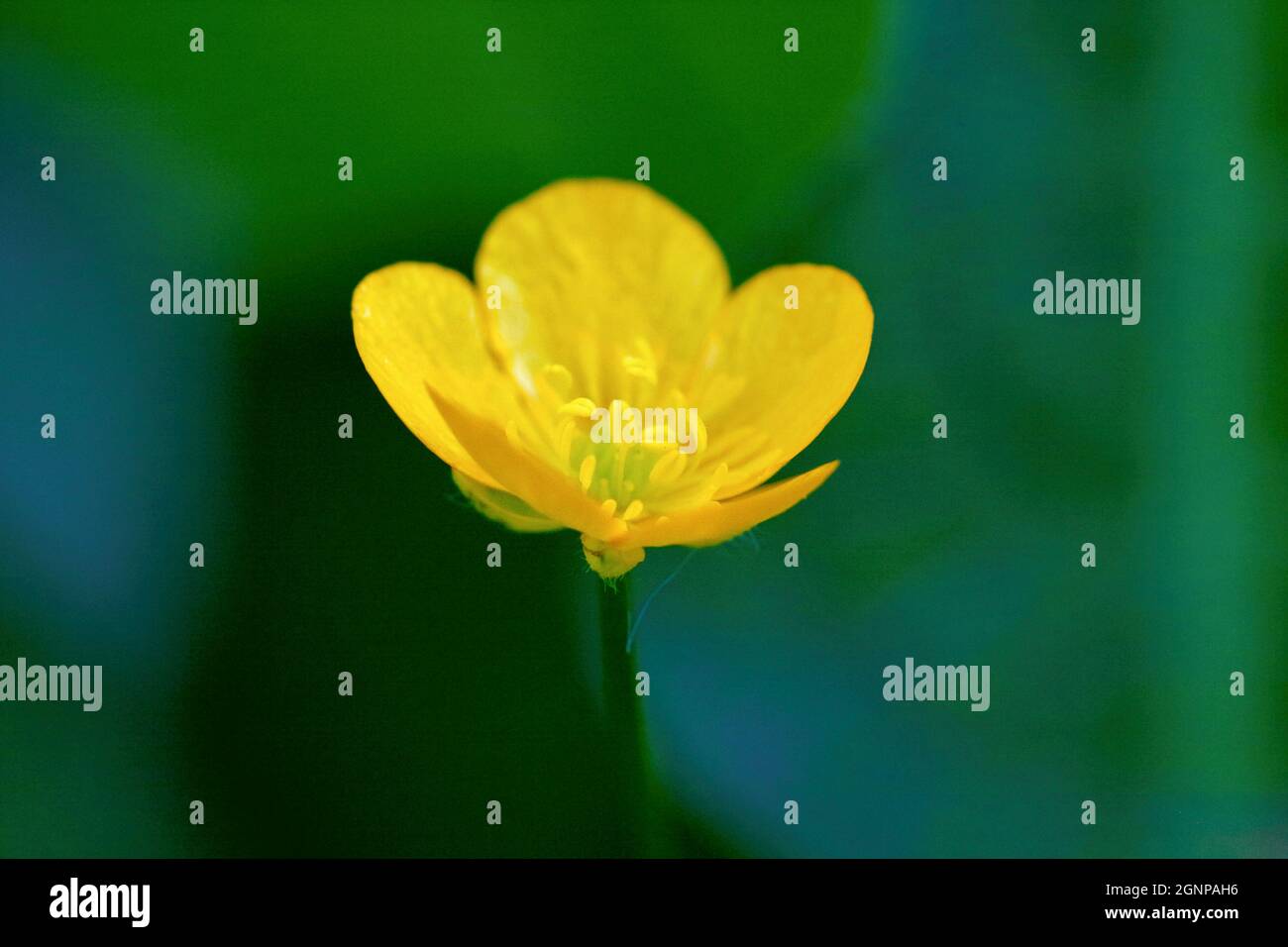 Acer flower hi-res stock photography and images - Alamy