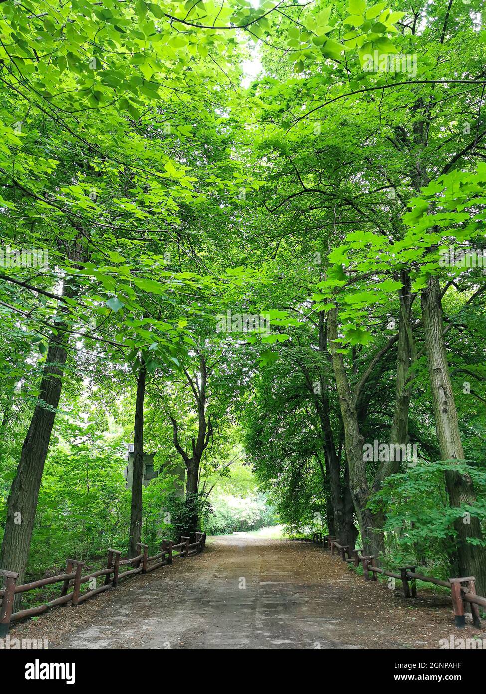 Scenic beautiful forest with tall green trees, lush foliage and pathway ...