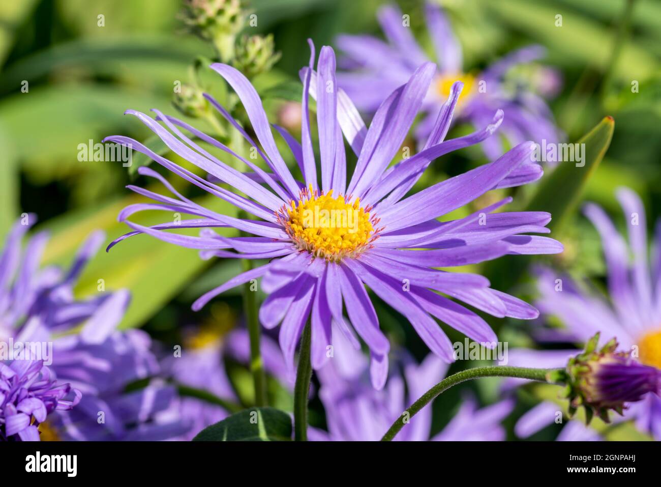 Aster x frikartii 'Monch' a lavender blue herbaceous perennial summer ...