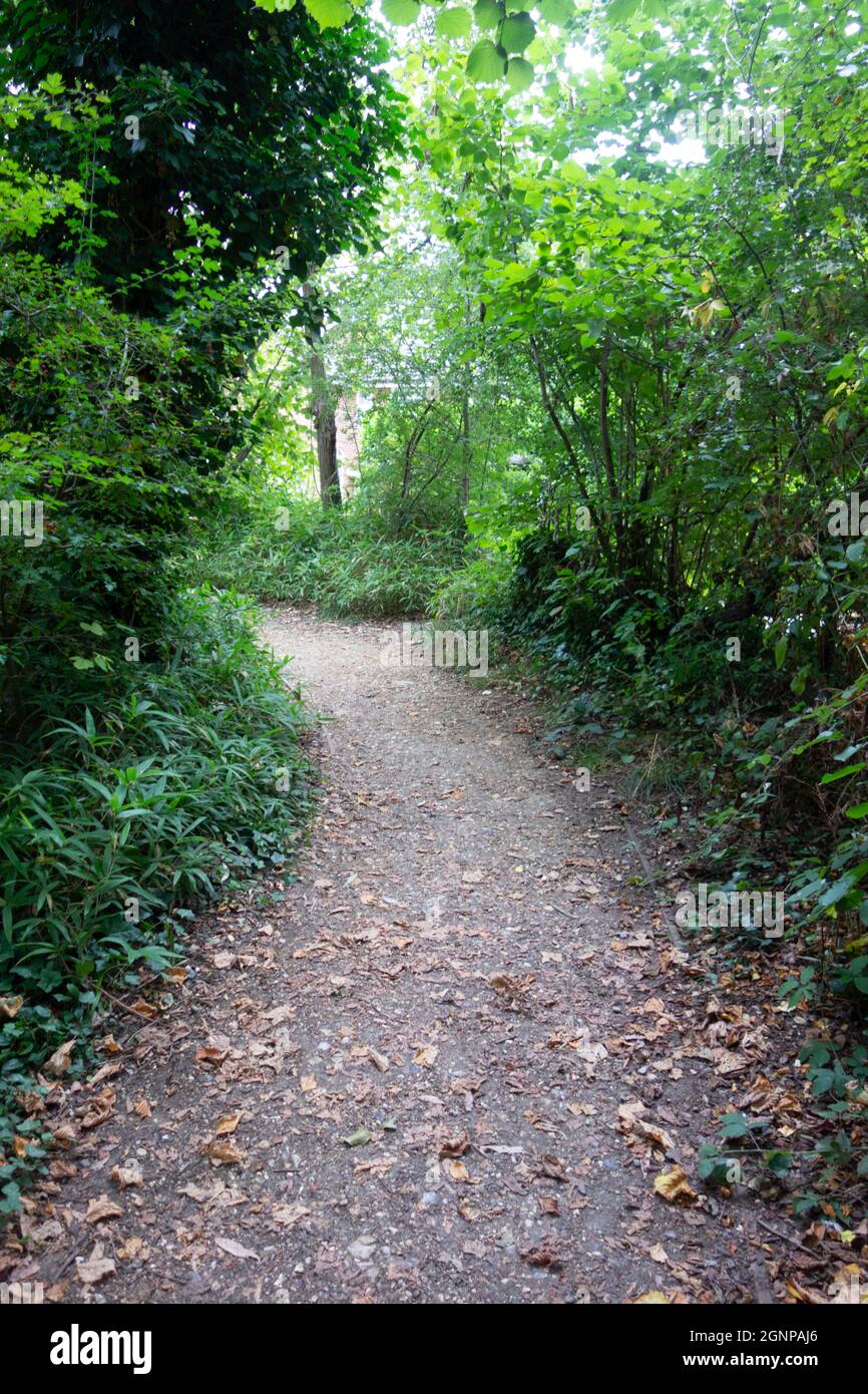 A Gentle Woodland Walk in the Countryside Path in the UK Stock Photo ...
