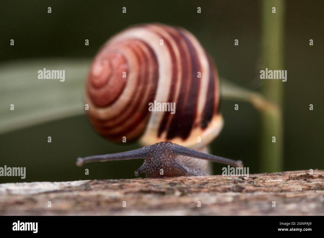 Close-up front view of a brown Grove snail (Cepaea nemoralis Stock ...