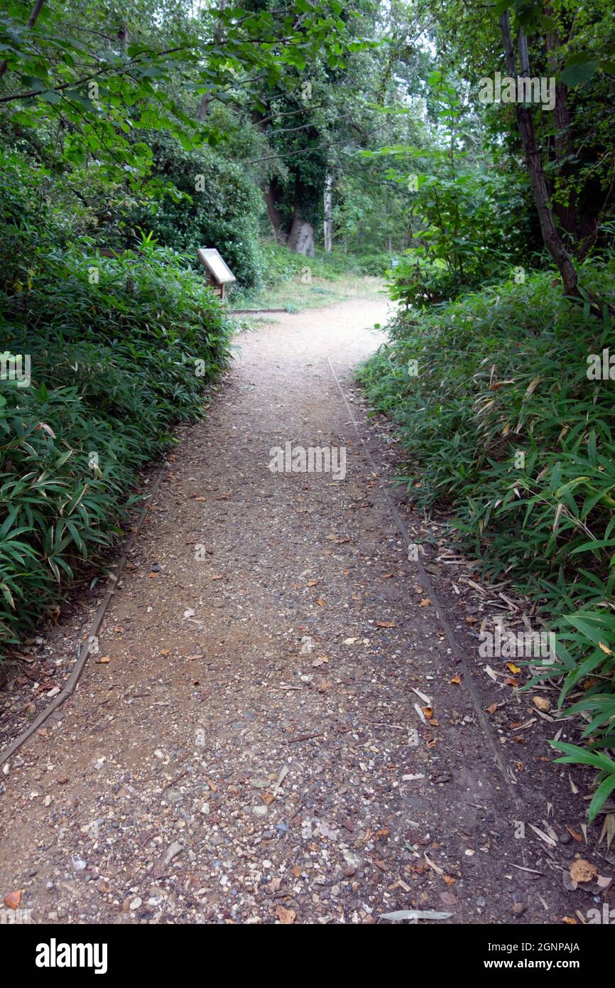 A Gentle Woodland Walk in the Countryside Path in the UK Stock Photo ...