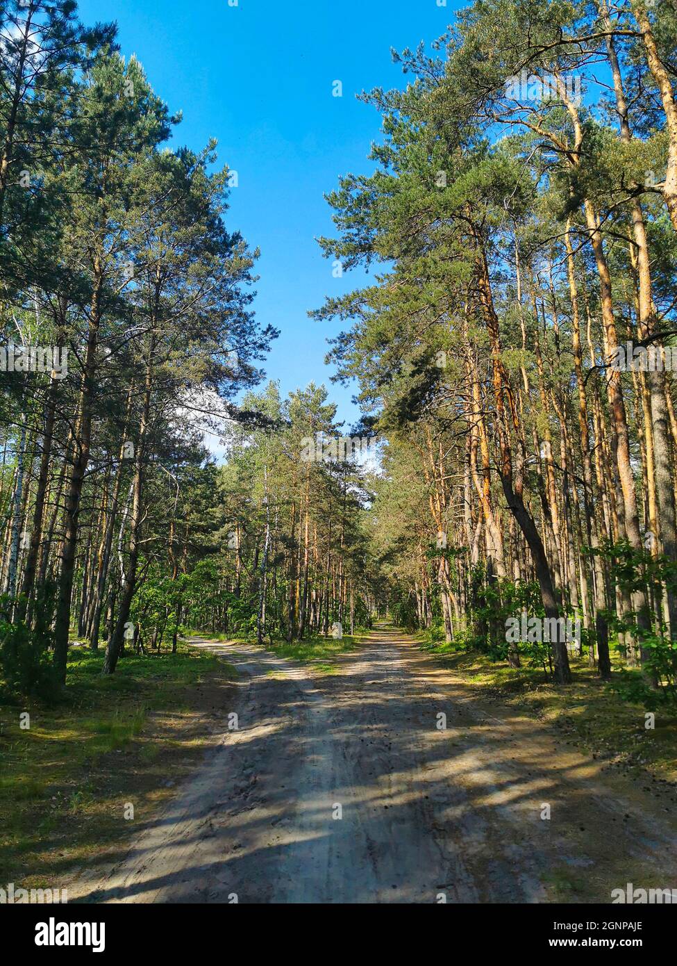 Scenic forest with tall trees, lush foliage and two paths on a blue sky ...