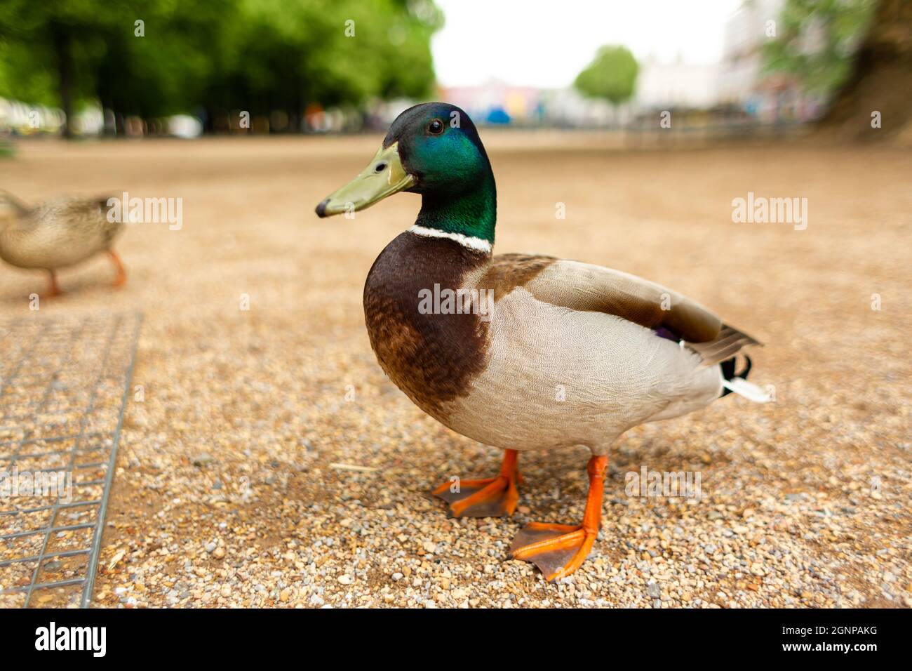 Duck living in a city park. Duck portrait Stock Photo - Alamy