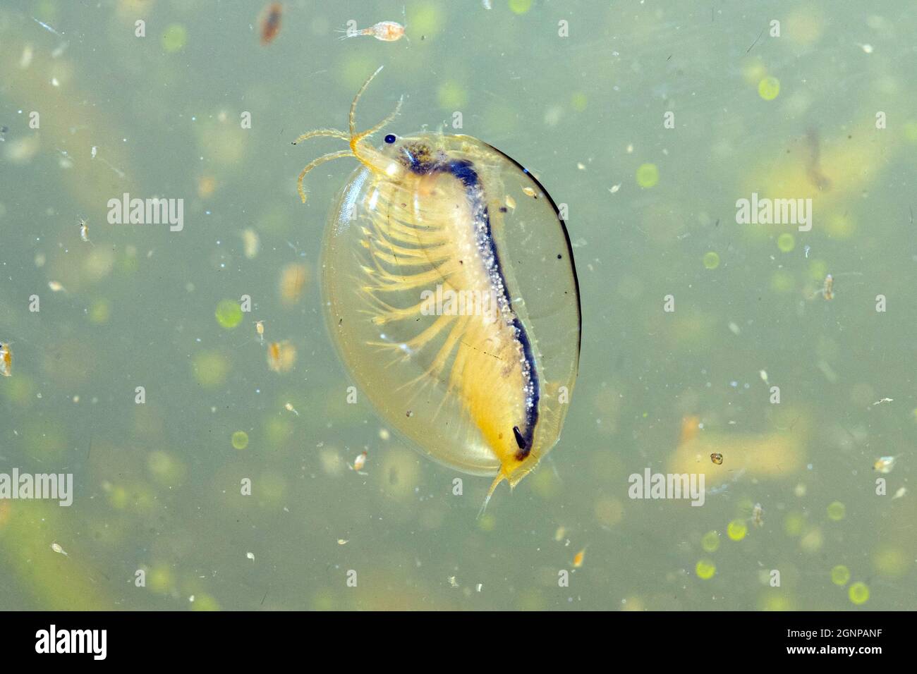 Eastern Clam Shrimp (Limnadia lenticularis), swimming in a ditch ...