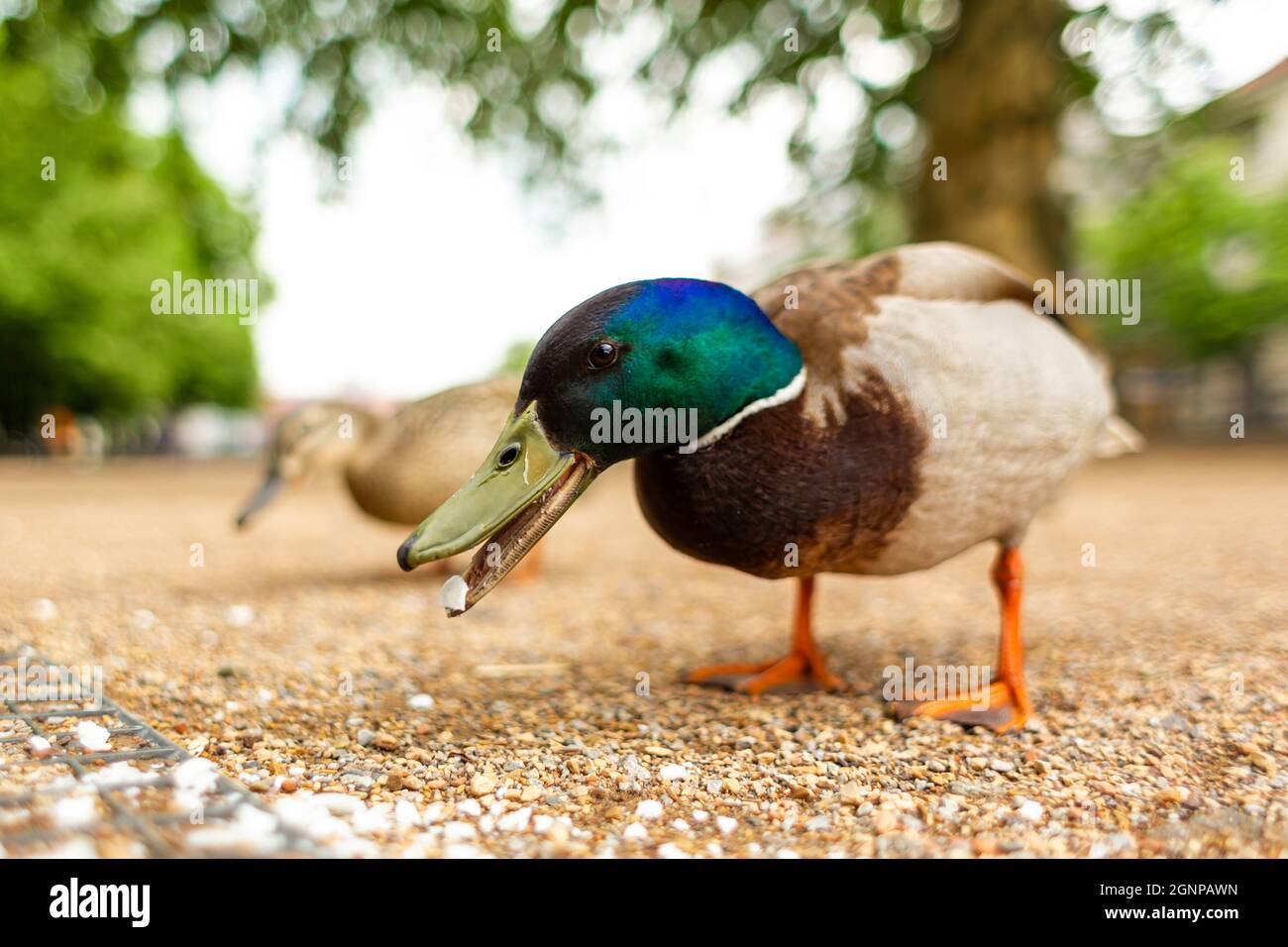 Duck living in a city park. Duck portrait Stock Photo - Alamy