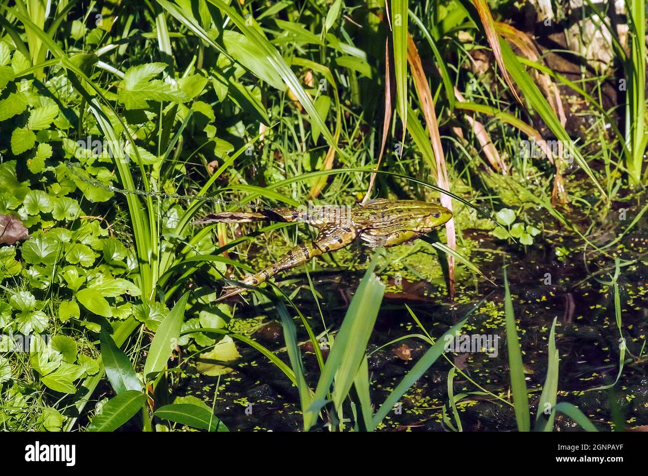 European edible frog, common edible frog (Rana kl. esculenta, Rana ...