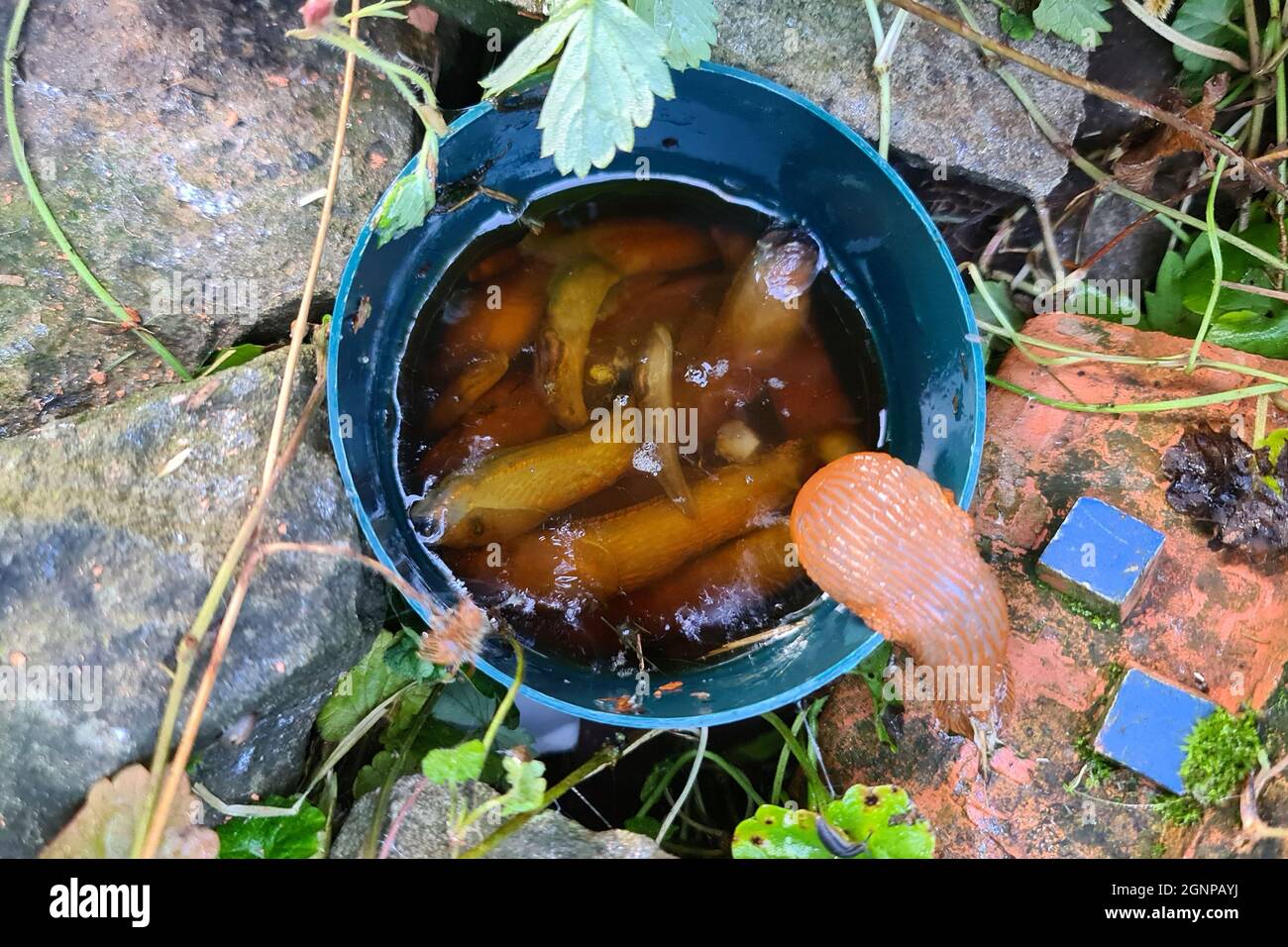 Red slug, Large red slug, Greater red slug, Chocolate arion, European ...