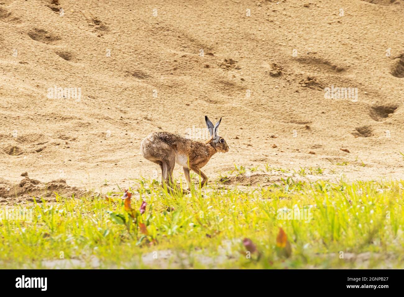 European hare, Brown hare (Lepus europaeus), in front of a dune of a ...